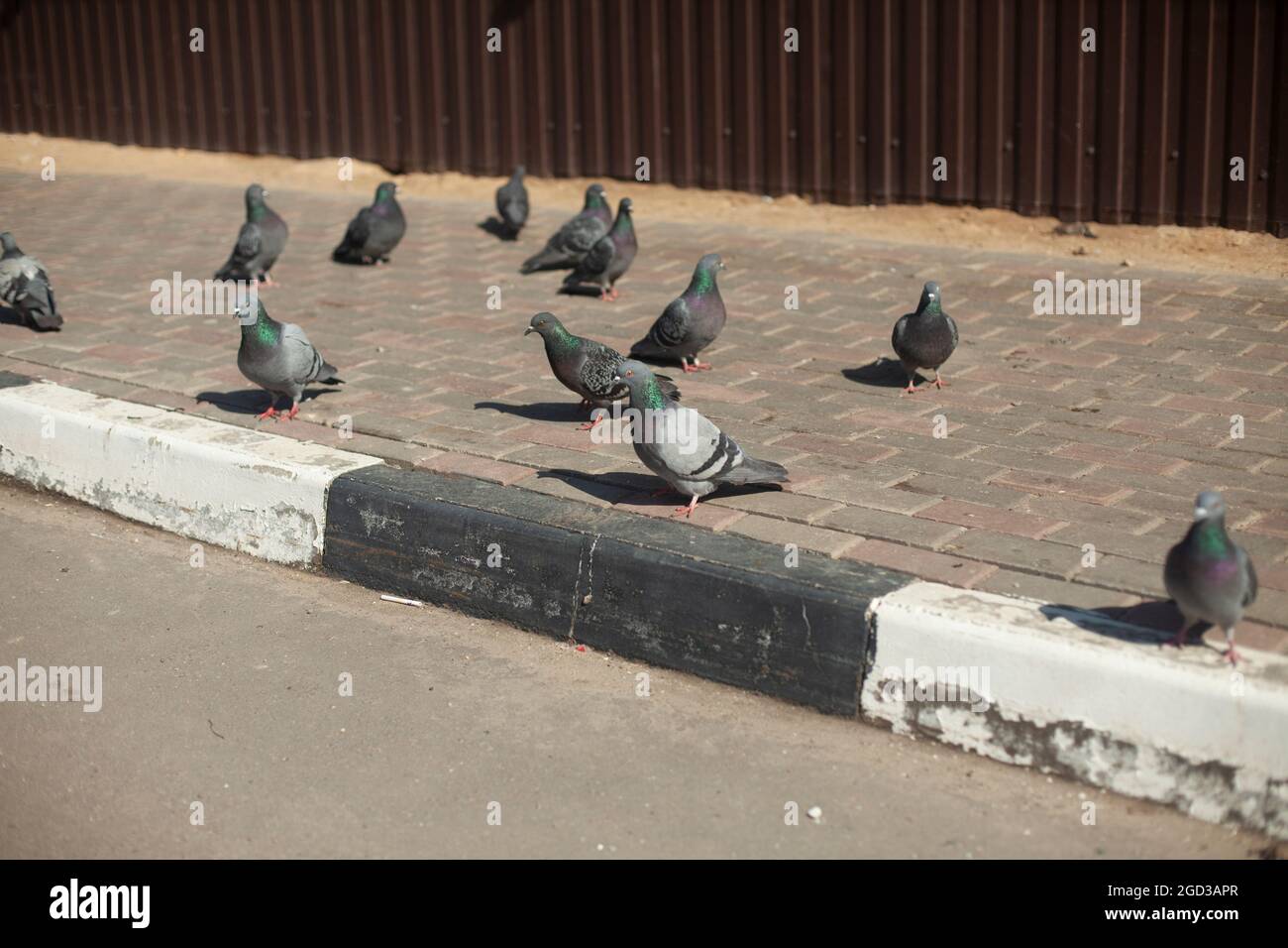 Doves on the street. Homeless birds. The pigeon spreads the infection ...