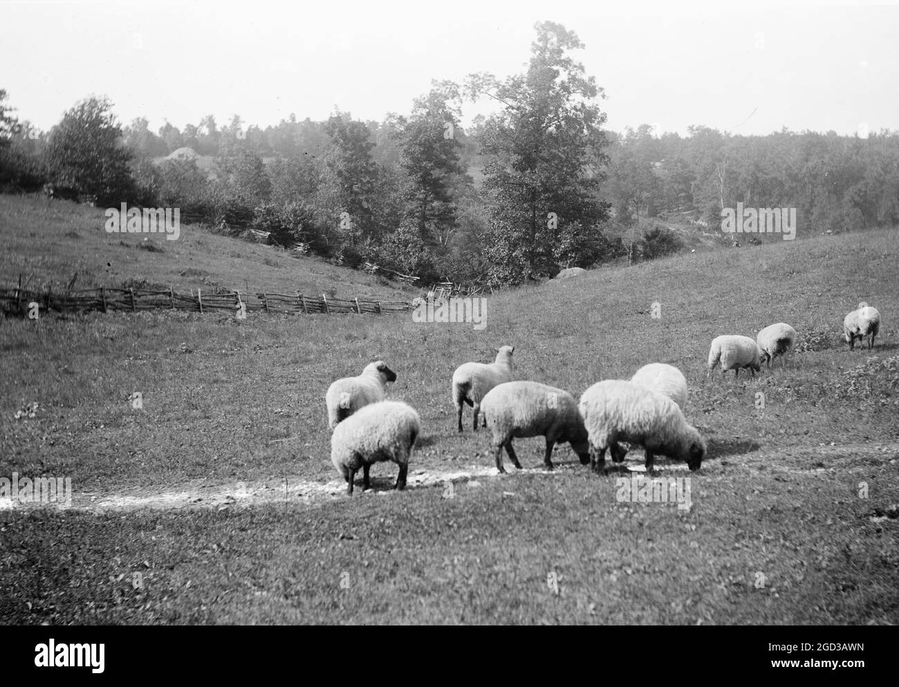 Early 1900s sheep Black and White Stock Photos & Images - Alamy
