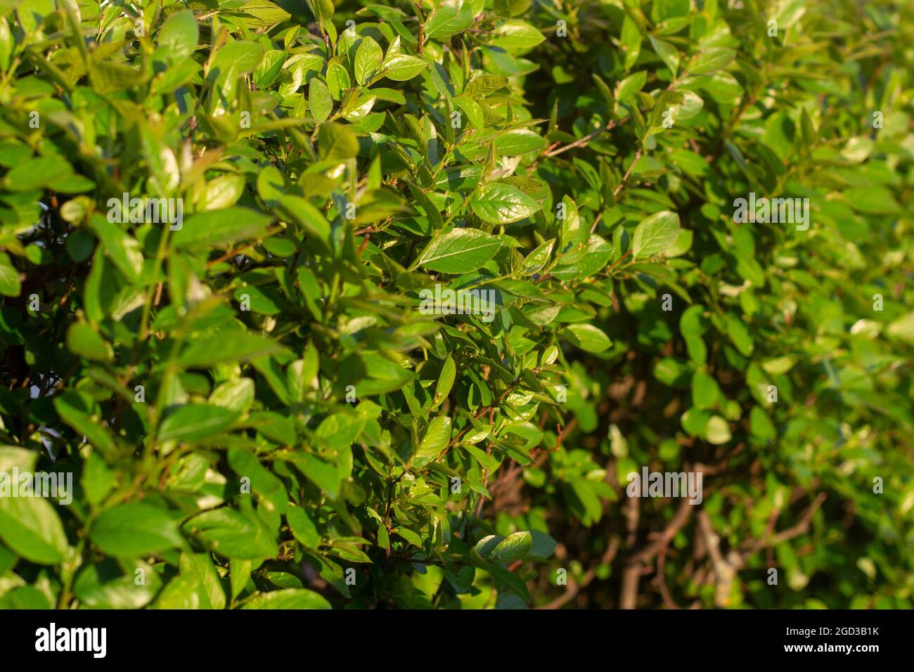 Green background. Bushes in the garden. Texture from plants Stock Photo ...