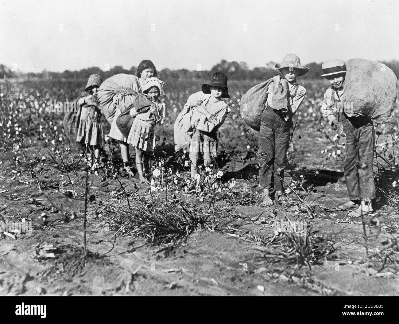 Early 1900s cotton picking hi-res stock photography and images - Alamy
