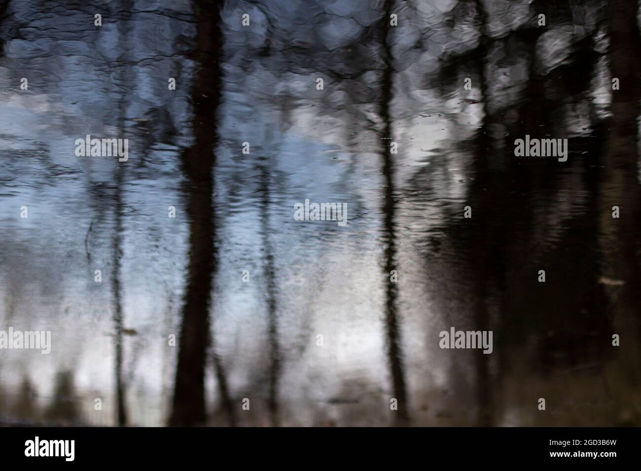 Reflection on the water. The surface of the pond. Trees are reflected ...