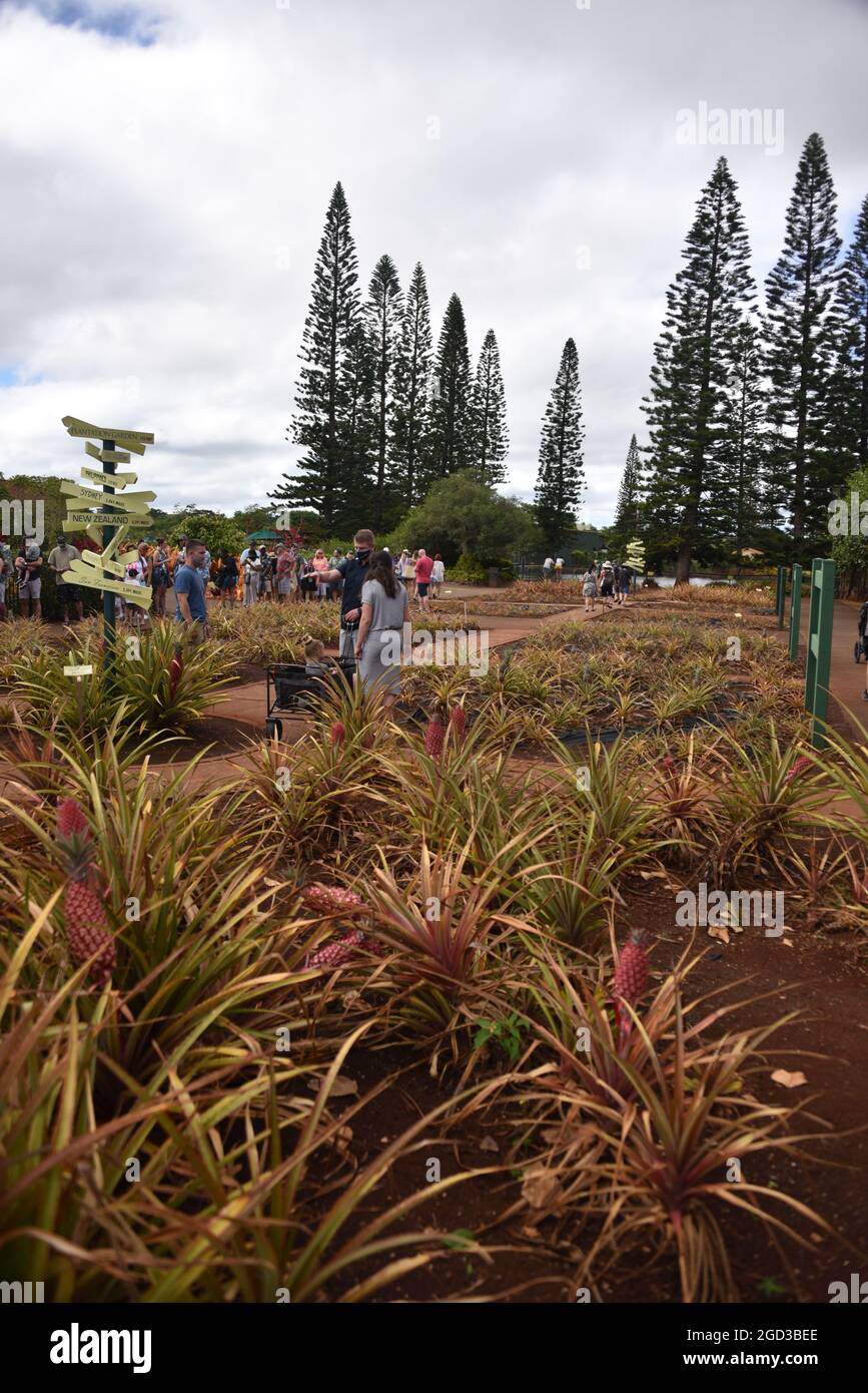 Hawaii dole plantation maze hi-res stock photography and images - Alamy