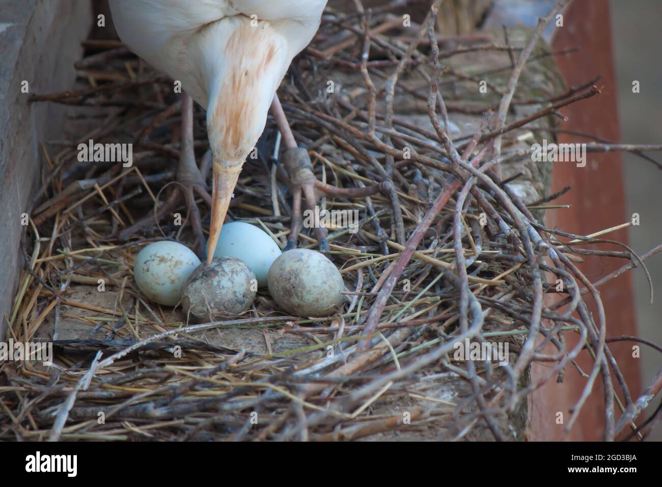 Cattle egret eggs hi-res stock photography and images - Alamy