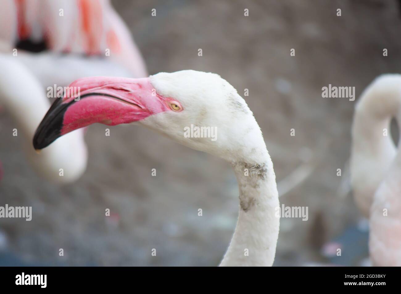 Closeup selective focus shot of a white flamingo's face with a black ...