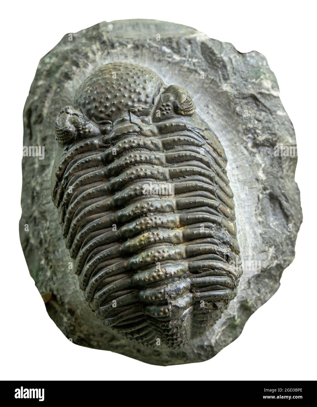 Phacops rana milleri hi-res stock photography and images - Alamy