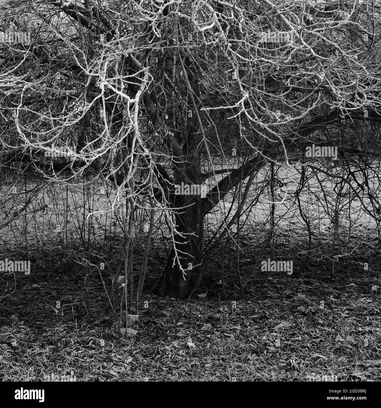 Horror black and white trees hi-res stock photography and images - Alamy