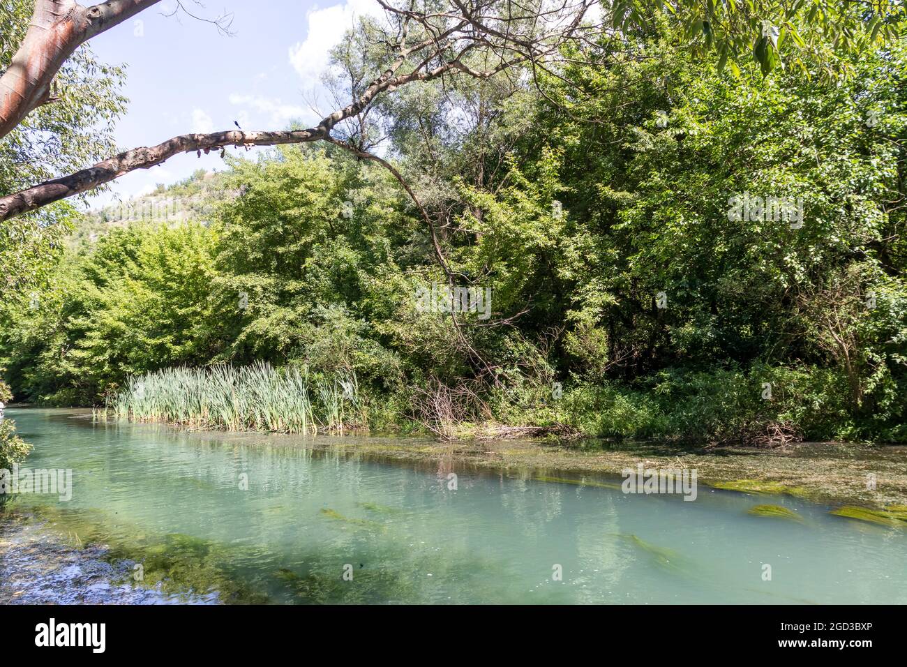Summer landscape of Iskar Panega Geopark along the Gold Panega River, Bulgaria Stock Photo - Alamy