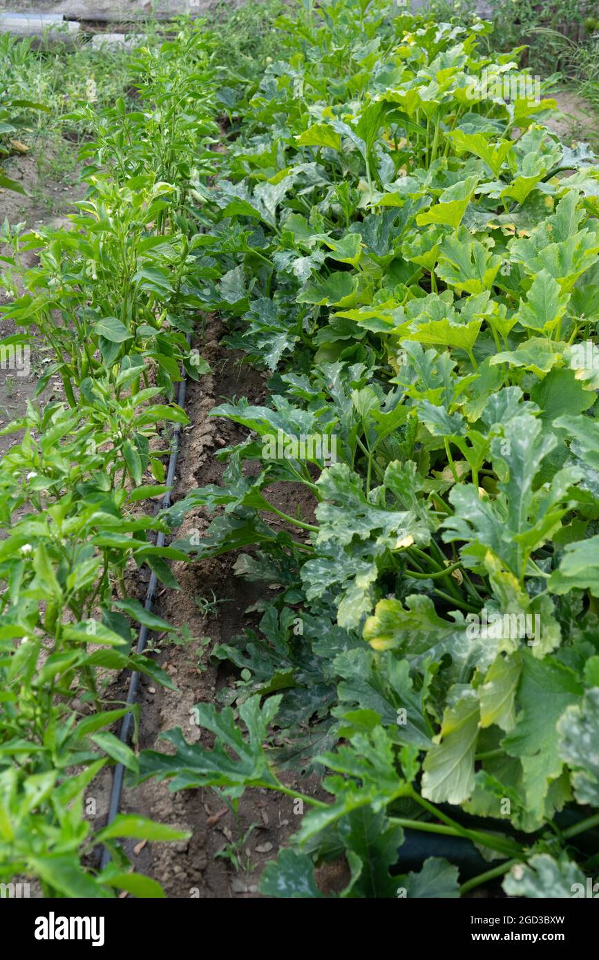 Closeup shot of shrubs of different vegetables growing in rows, in the ...