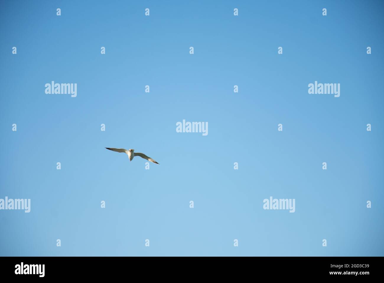 Lone seagull flying in a clear pale blue sky with copy space - Lonely ...