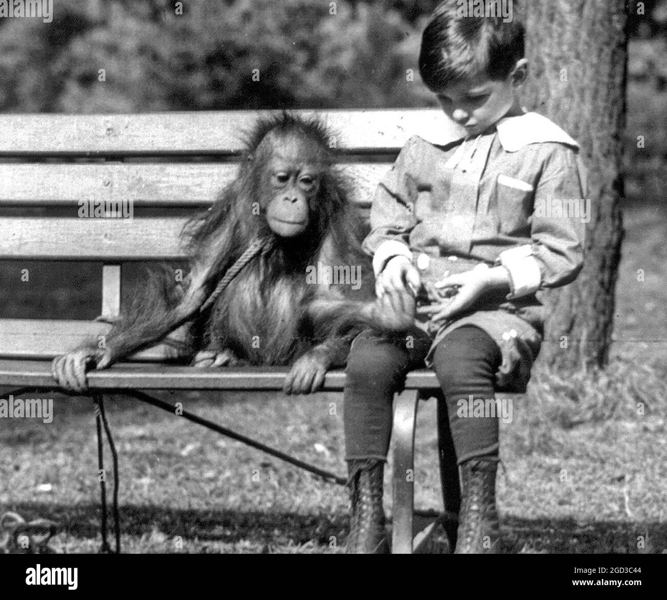 Boy seated with orangutan on bench at the National Zoo, Washington, D.C ...