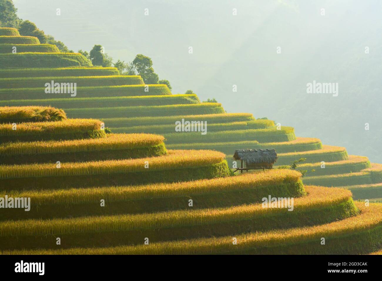 Rice terrace on during sunrise ,Vietnam Stock Photo - Alamy