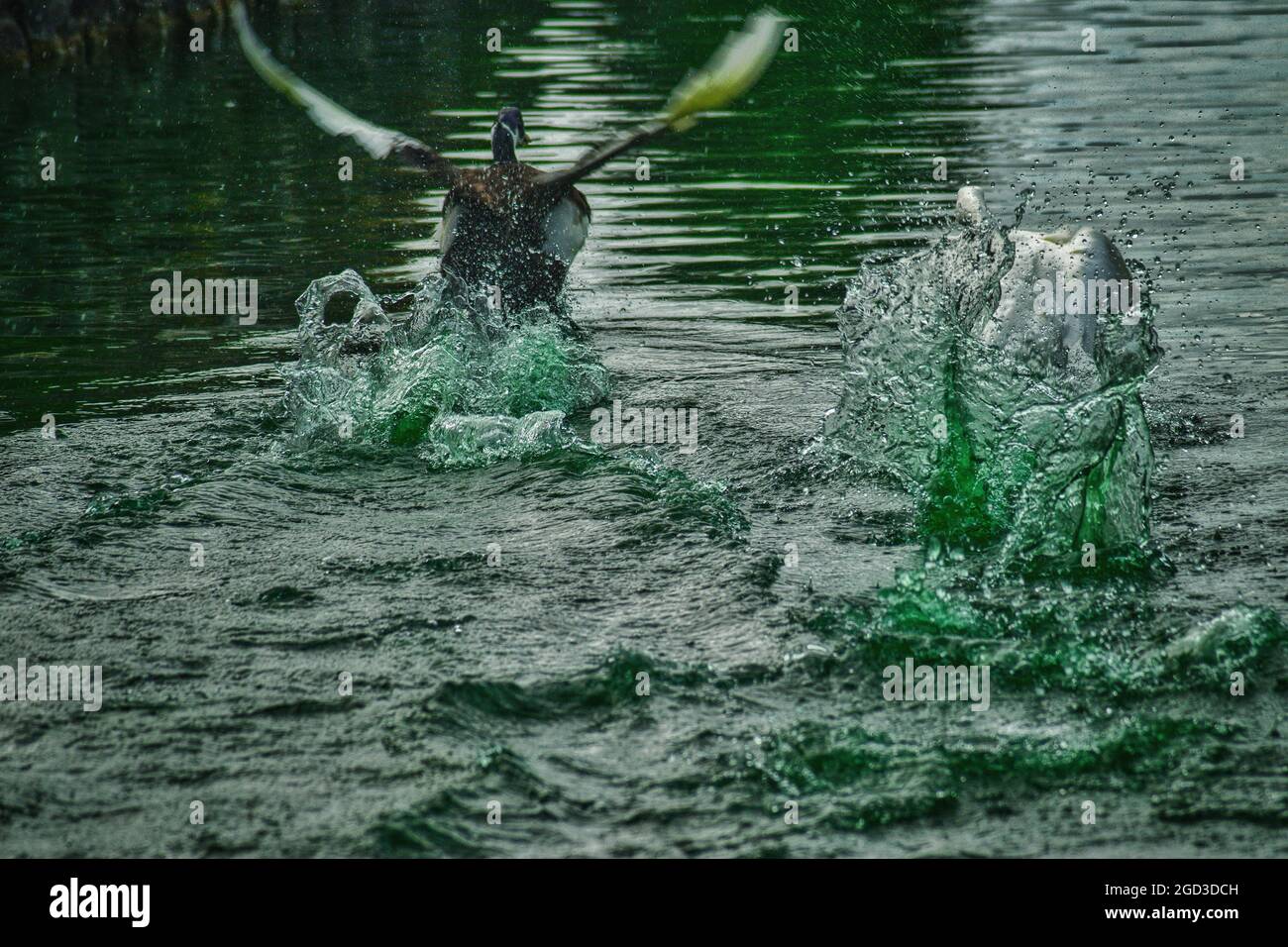 Ducks chasing around the pond at St Anne's Stock Photo - Alamy
