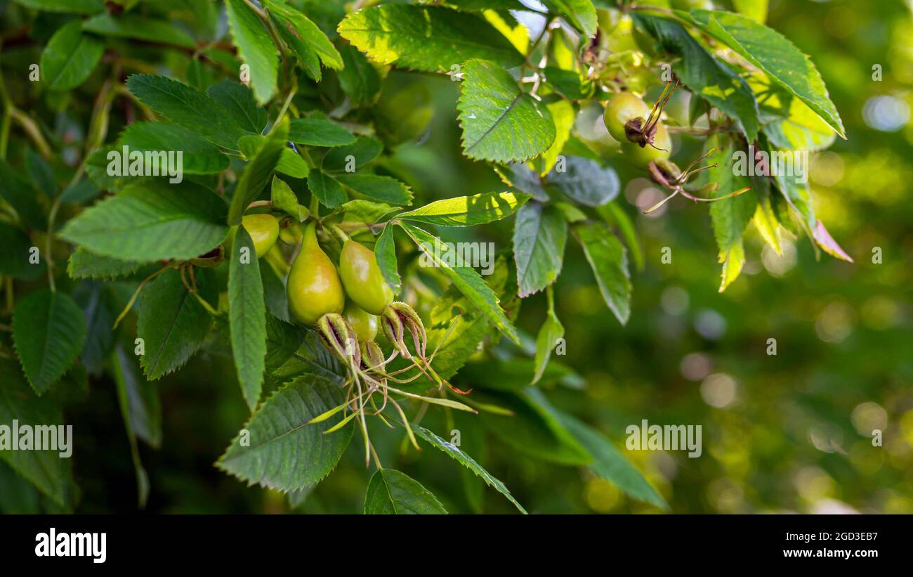 Rosehip green on a tree branch Stock Photo - Alamy