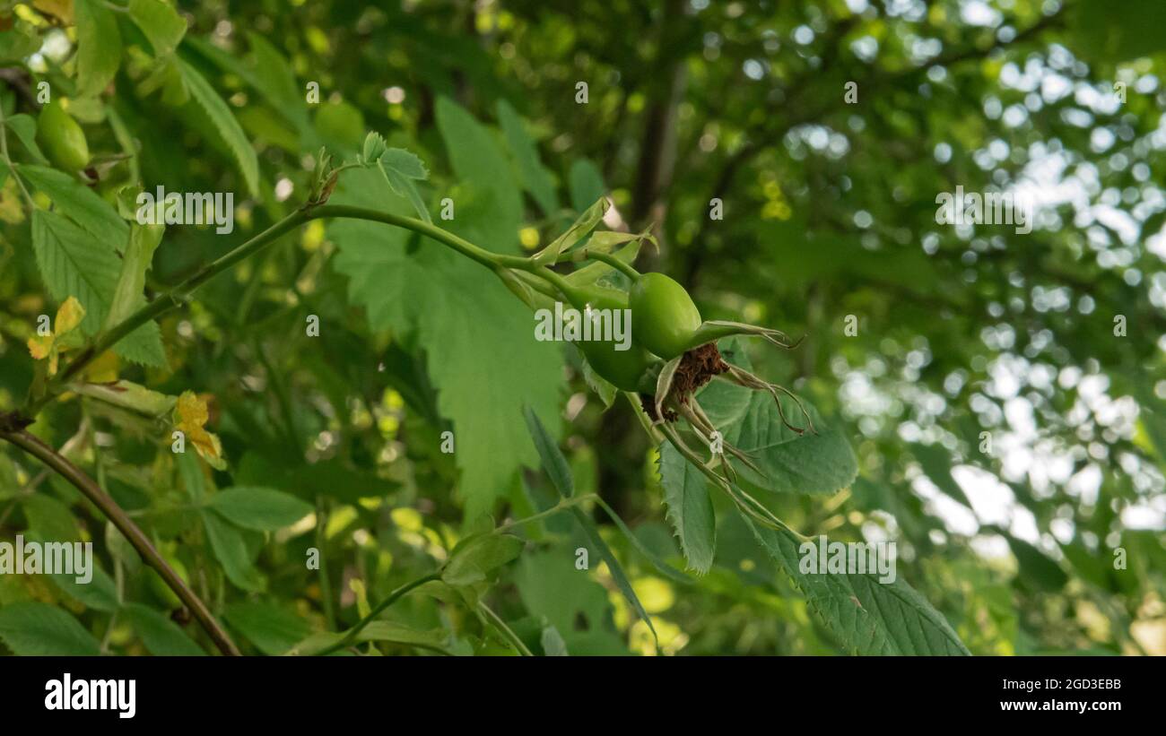 Rosehip green on a tree branch Stock Photo - Alamy