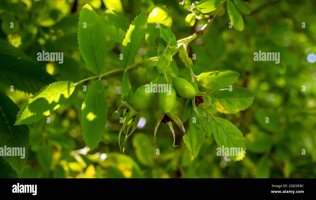 Rosehip green on a tree branch Stock Photo - Alamy