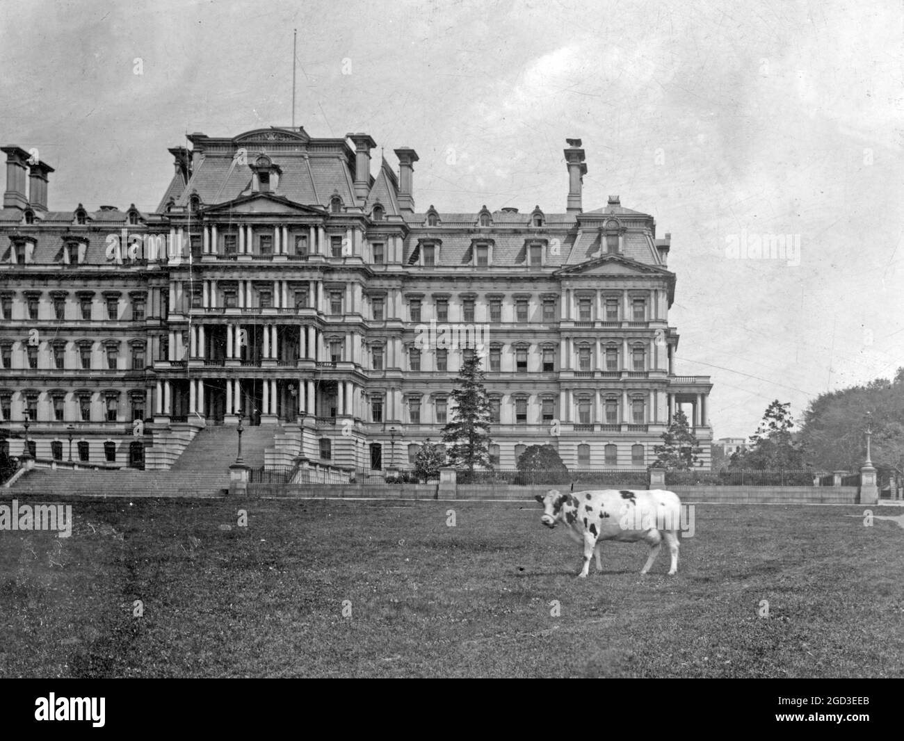 Pauline the cow hi-res stock photography and images - Alamy