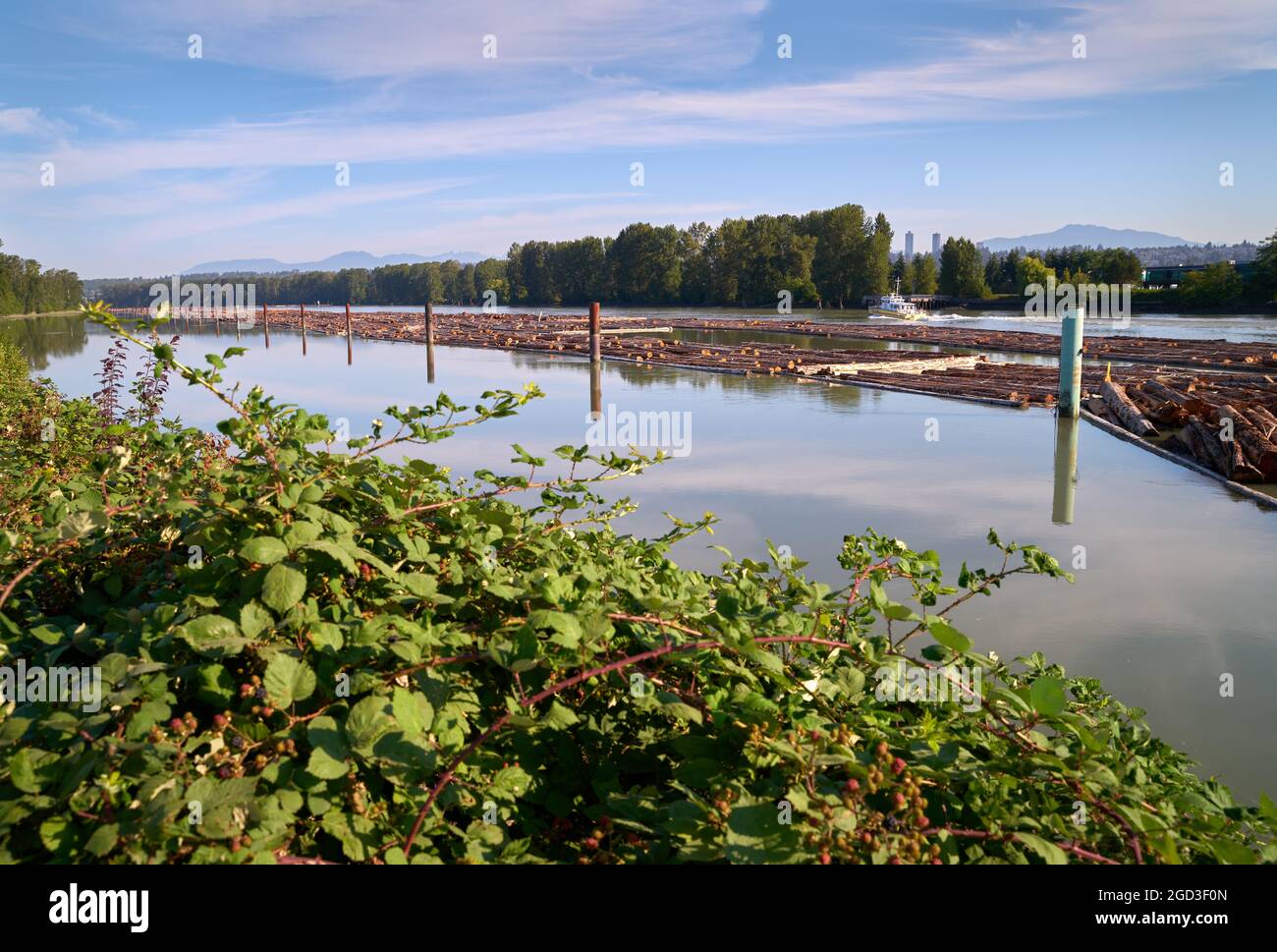 Log Boom Fraser River. A workboat travels down the Fraser River behind ...