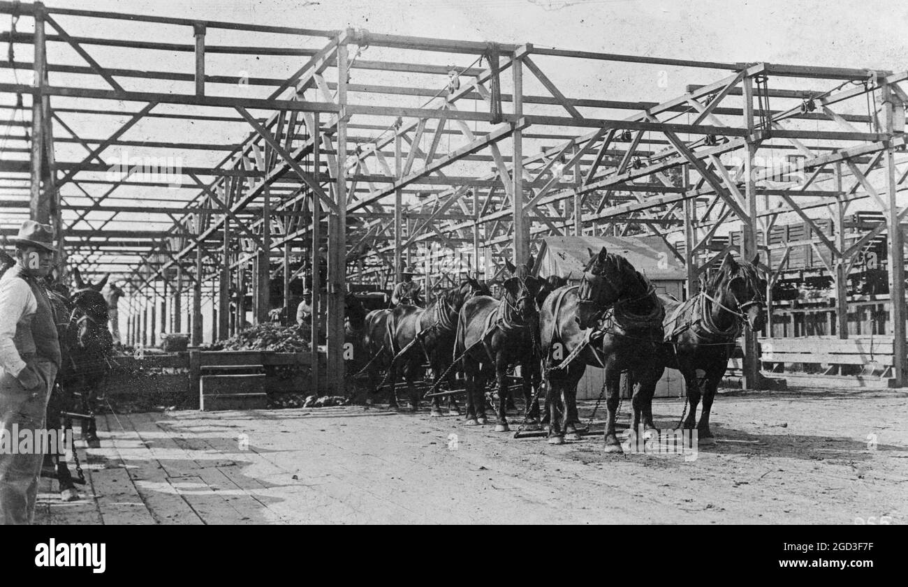 Food Administration sugar, receiving beets in factory shed, Oxnard ...