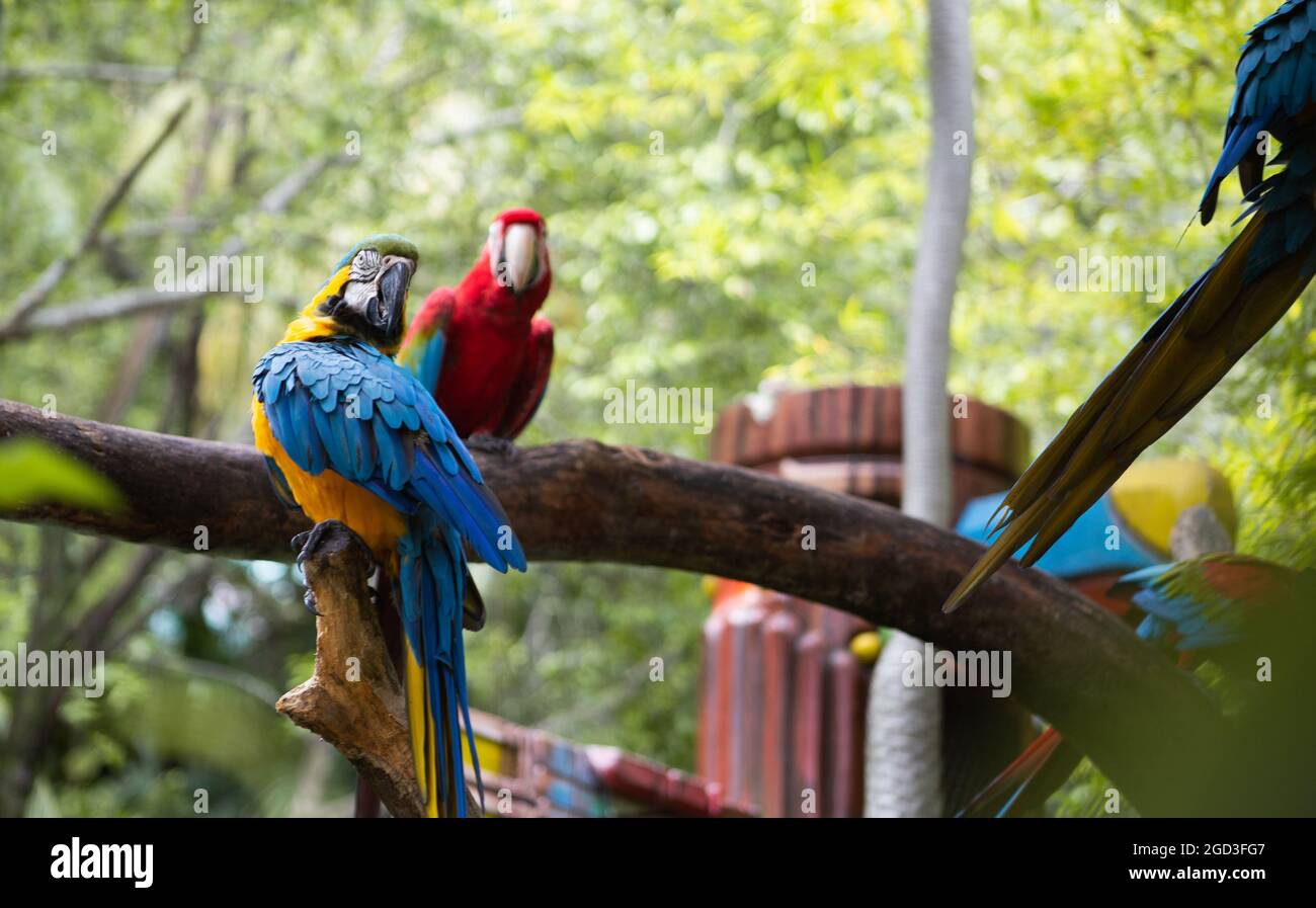 Pair of beautiful blue and red macaws looking at the camera with ...