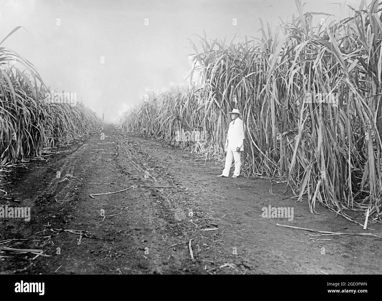 127 cane field hi-res stock photography and images - Alamy