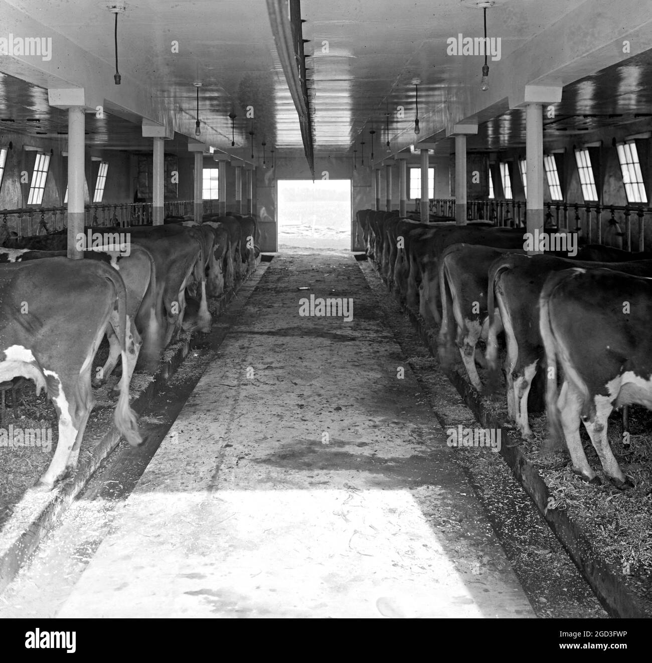 Chestnut Farms Dairy, [Washington, D.C.] ca. between 1910 and 1926 ...