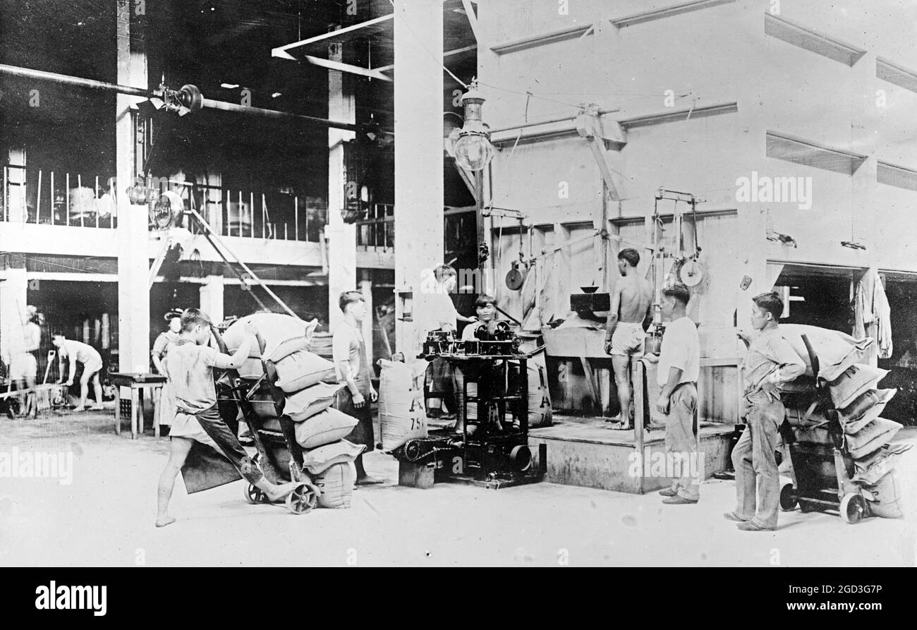 Filling, weighing and sewing sacks of raw sugar at Plantation mill ...