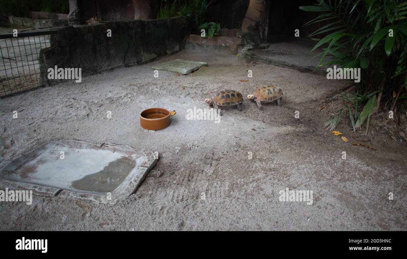 Pair of tortoises following each other to a pot of water in a zoo with ...