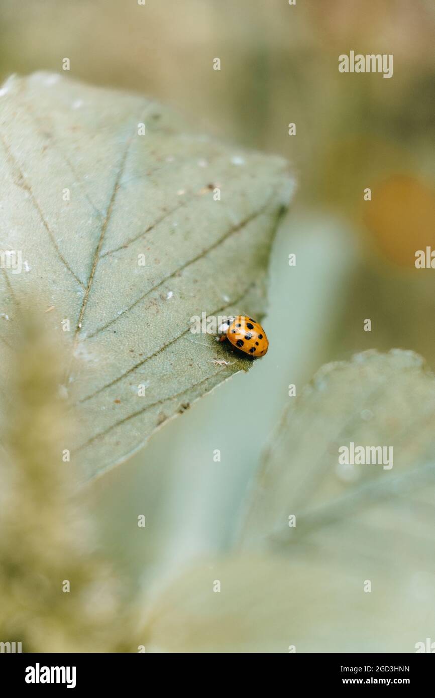 Vertical shot of a beautiful red and black ladybug on a big dark leaf ...