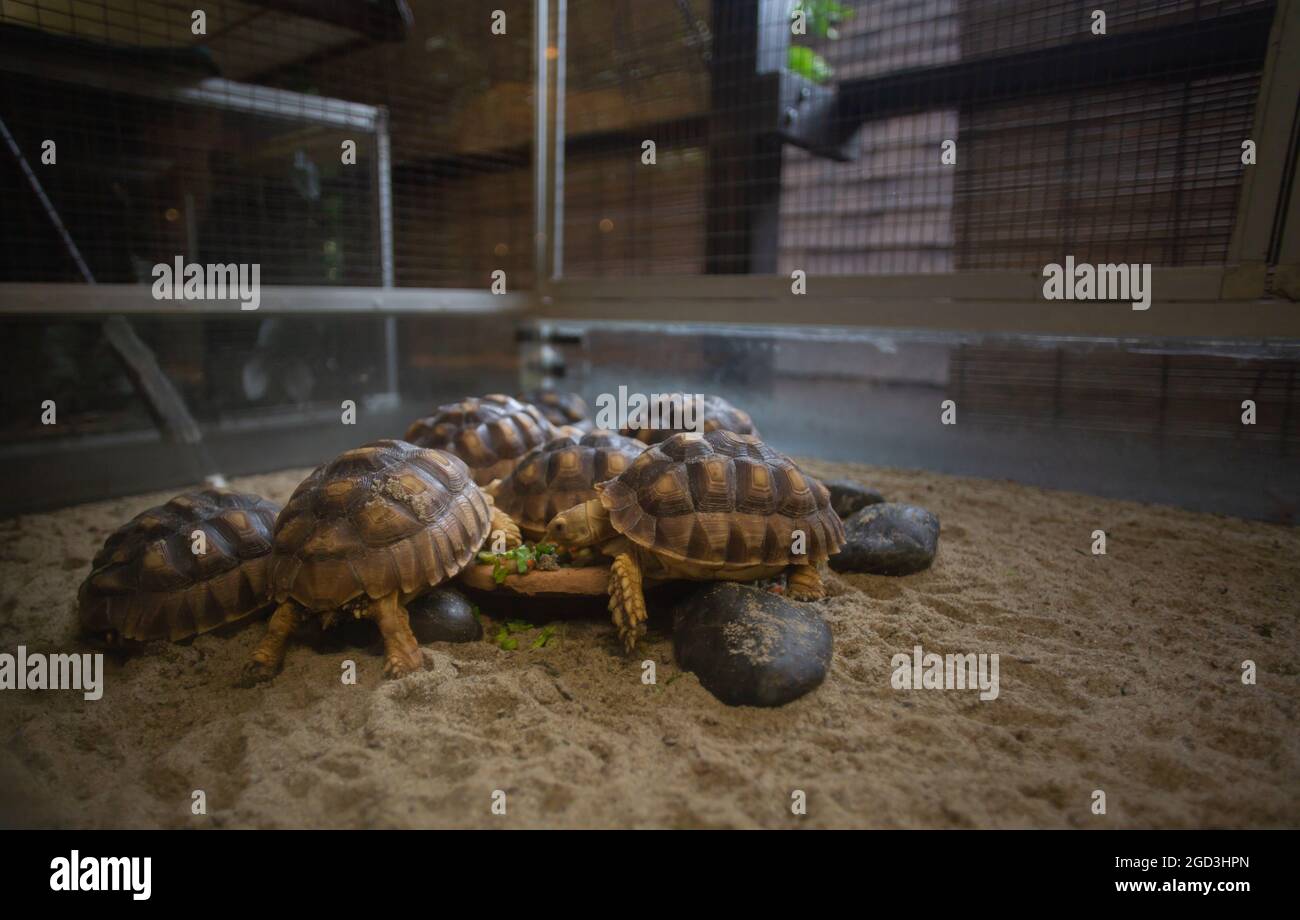 Large group of tortoises gathered together on the sand, eating in a ...