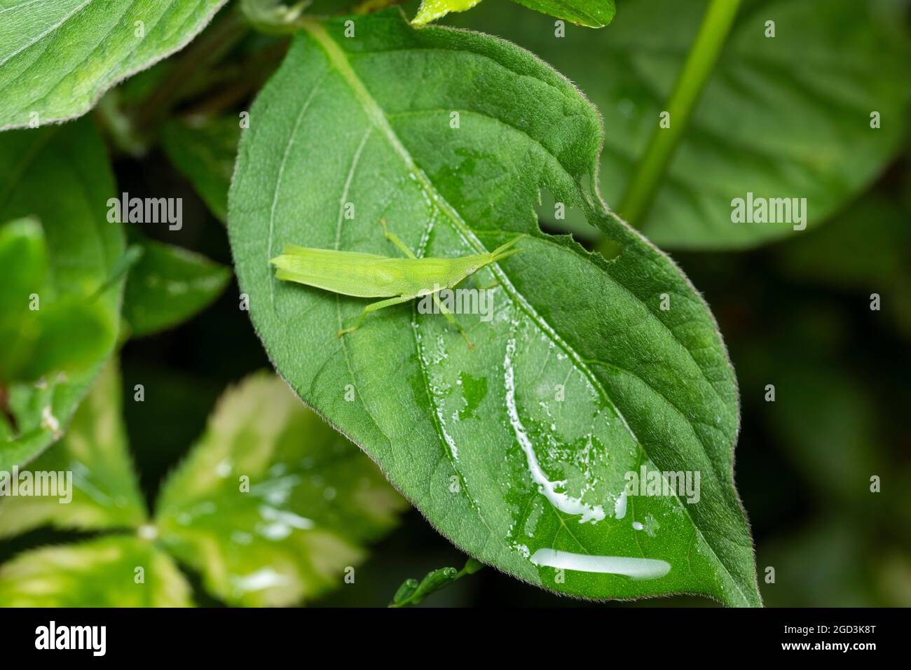 Young Atractomorpha lata, Isehara City, Kanagawa Prefecture, Japan ...
