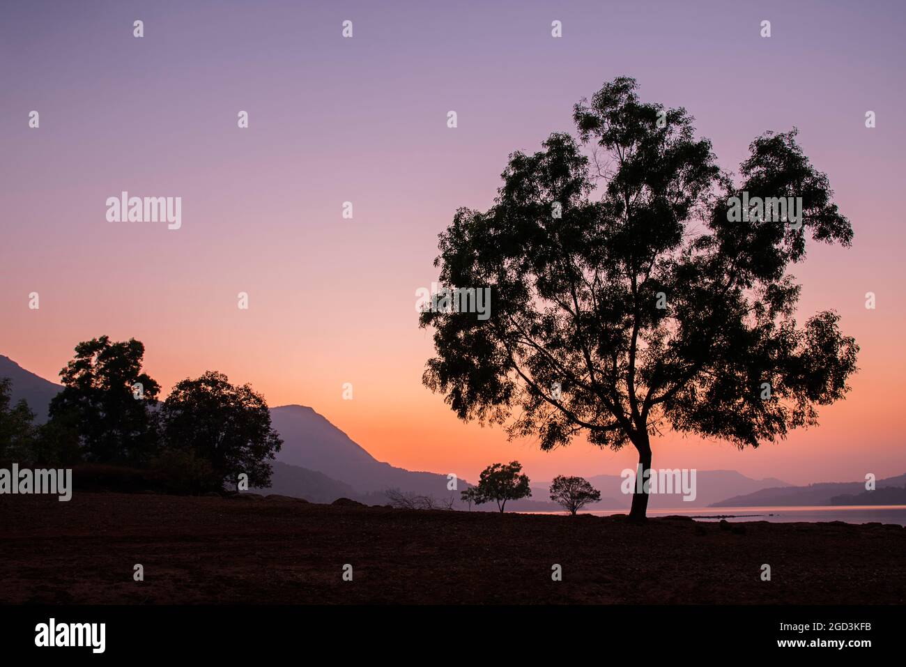 silhouette of a tree at sunset, Pune, Maharashtra, India Stock Photo ...