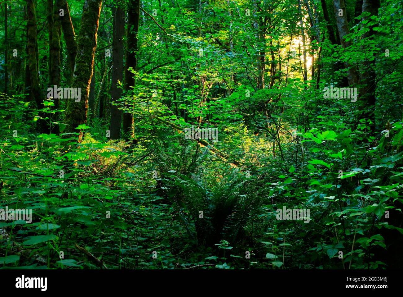 a exterior picture of an Pacific Northwest rainforest with mixed trees ...
