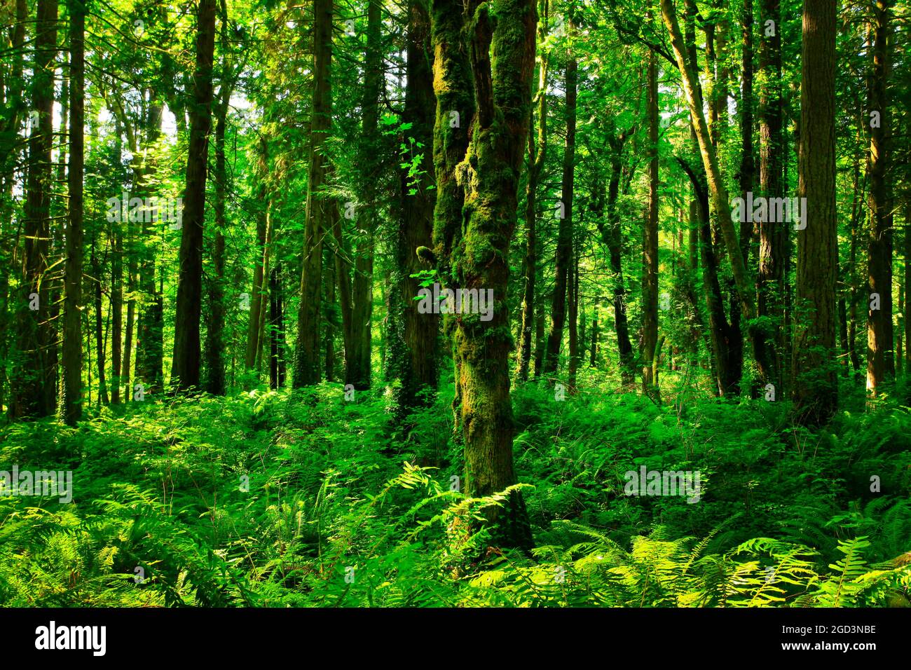 a exterior picture of an Pacific Northwest rainforest with Big leaf ...