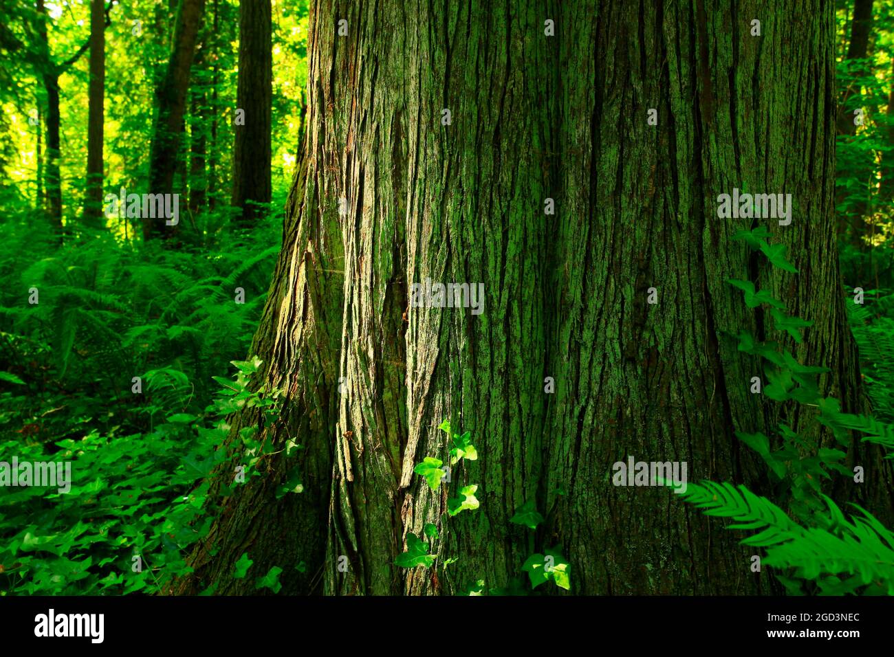 a exterior picture of an Pacific Northwest rainforest with a old growth ...