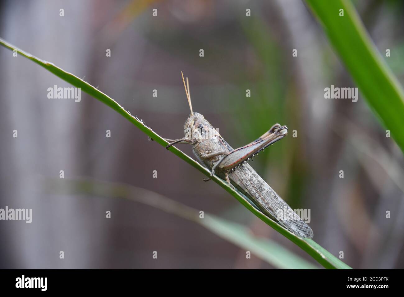 Flying grasshopper hi-res stock photography and images - Alamy