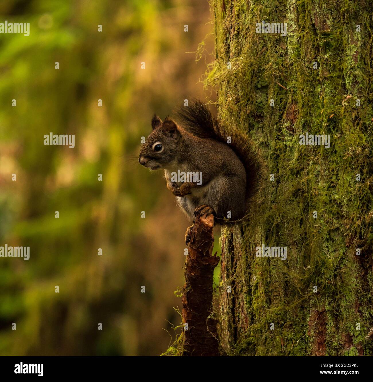 Cute Douglas Squirrel of Vancouver Island (Tamiasciurus douglasii ...