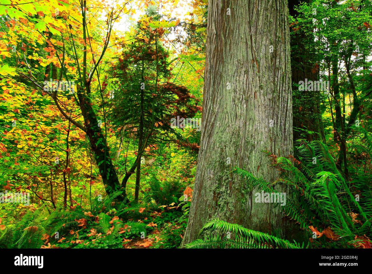 a exterior picture of an Pacific Northwest rainforest with mixed trees ...