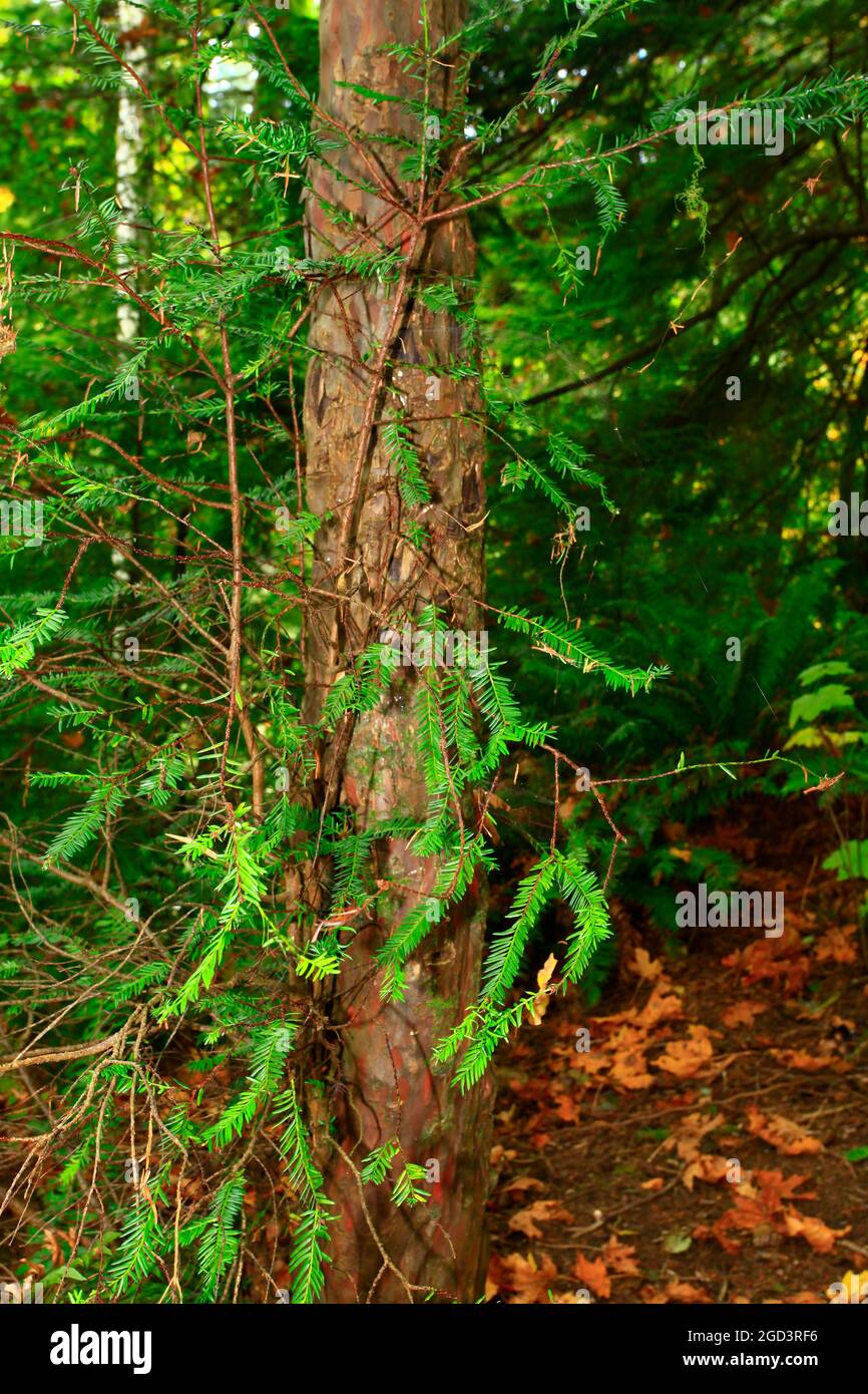 Trees yew hi-res stock photography and images - Alamy