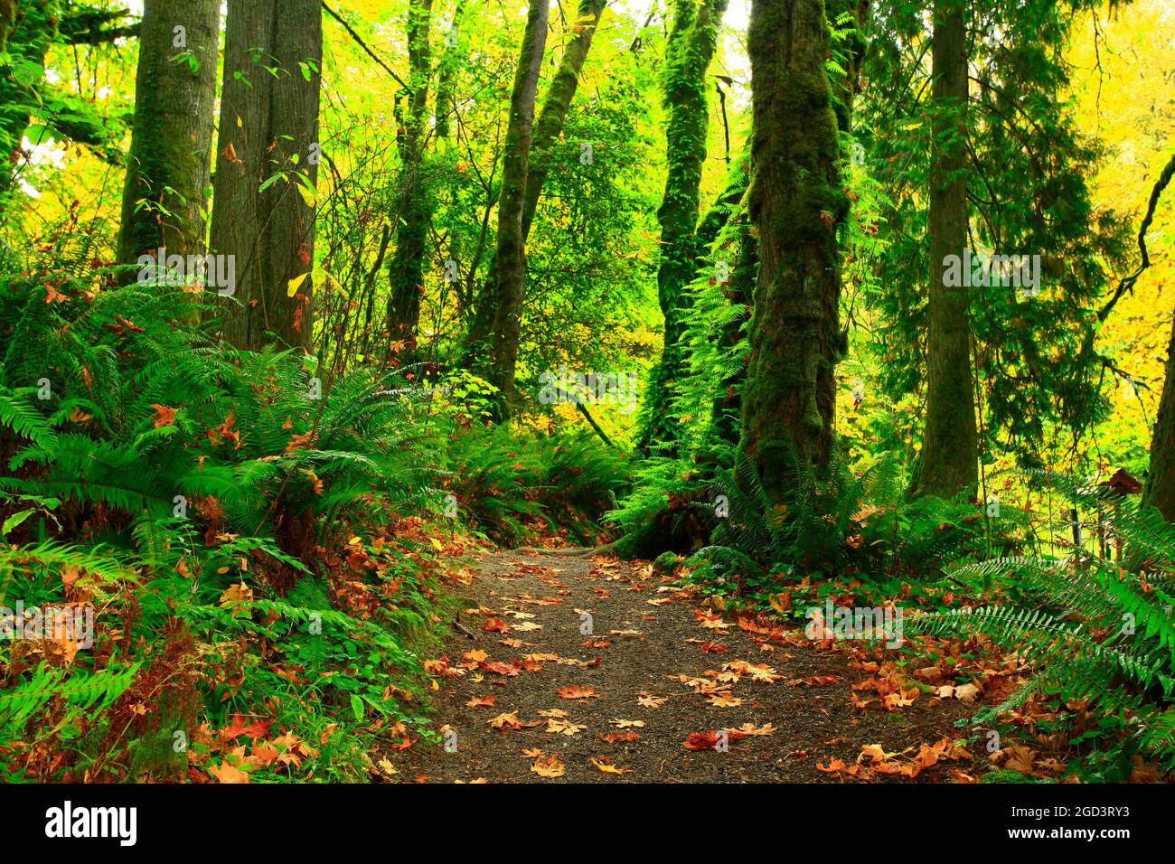 a exterior picture of an Pacific Northwest rainforest trail Stock Photo ...