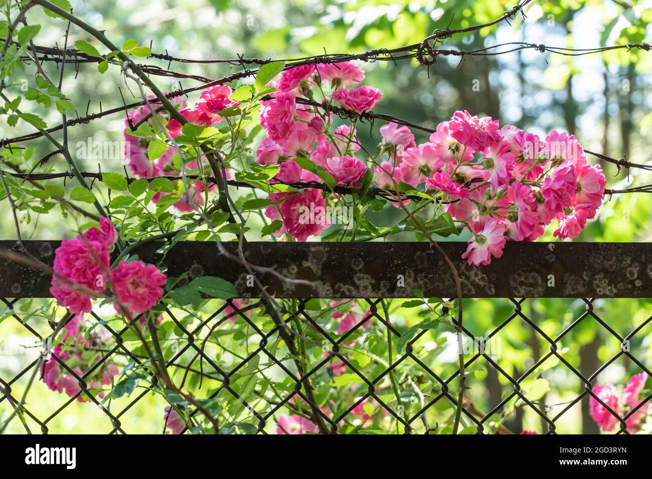 Roses Garden Climbing High Resolution Stock Photography and Images - Alamy