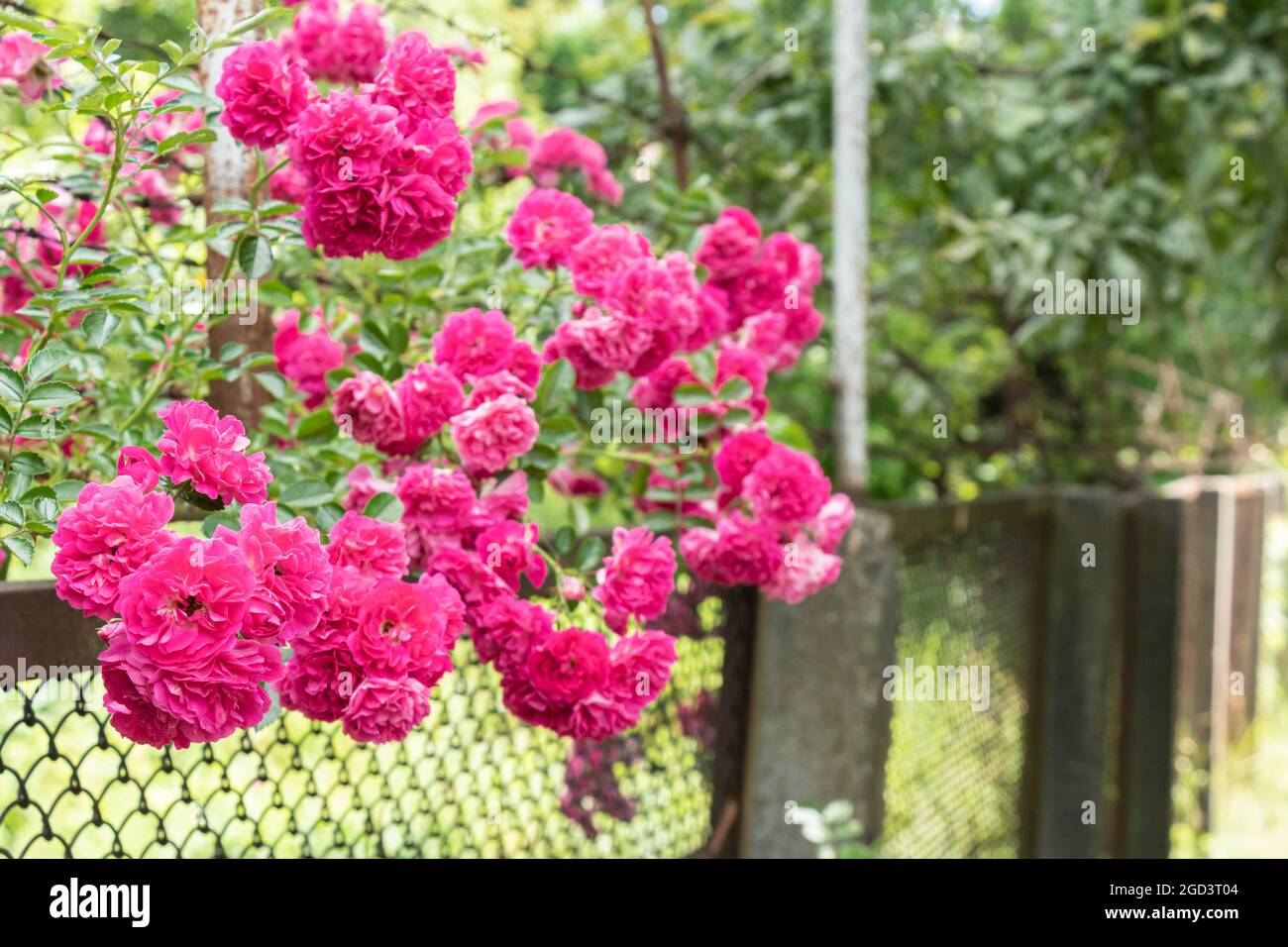 Roses Garden Climbing High Resolution Stock Photography and Images - Alamy