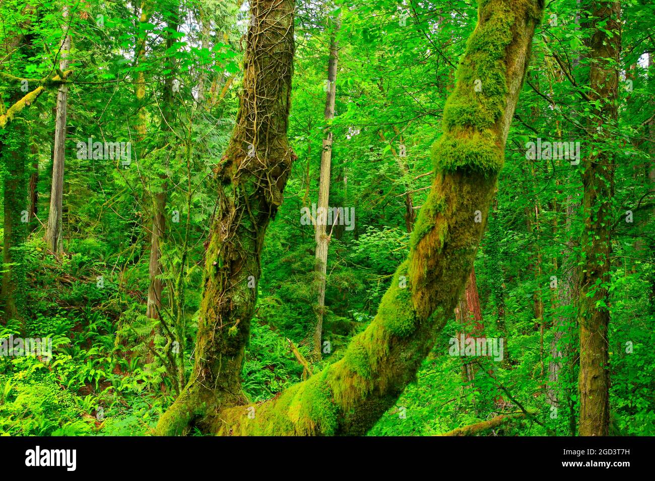 a exterior picture of an Pacific Northwest rainforest with mixed trees ...