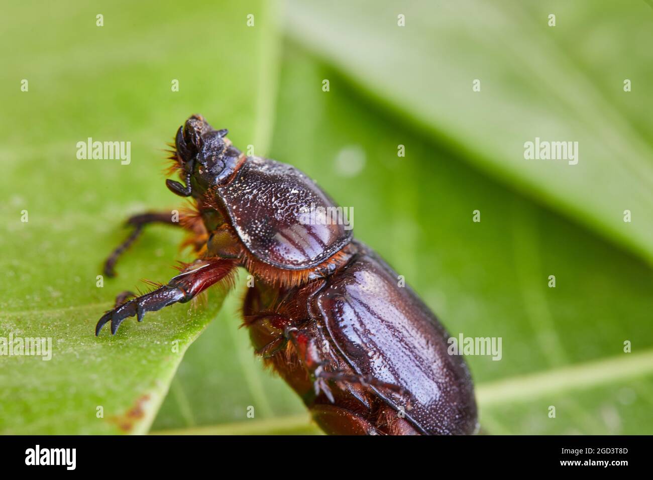 Earthen dung beetle on green foliage close-up on bright sunny day Stock ...