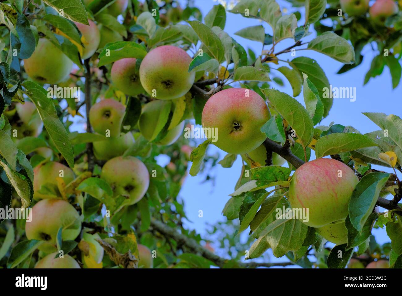 Apple harvest. apples on a branch in the autumn garden.Autumn apple ...
