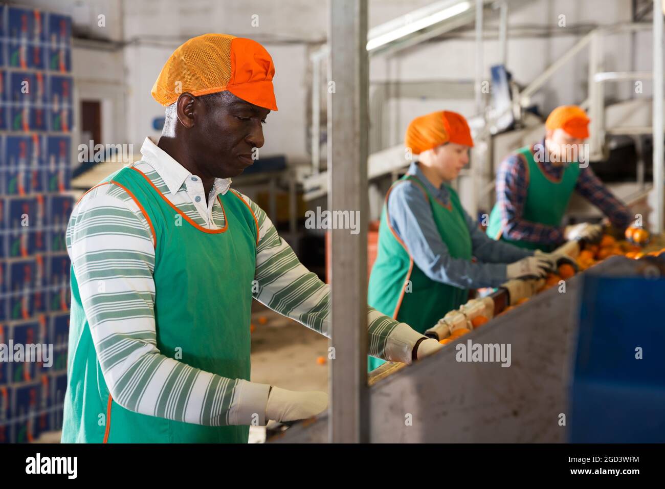 Male sorting fresh mandarins on producing grading line Stock Photo - Alamy