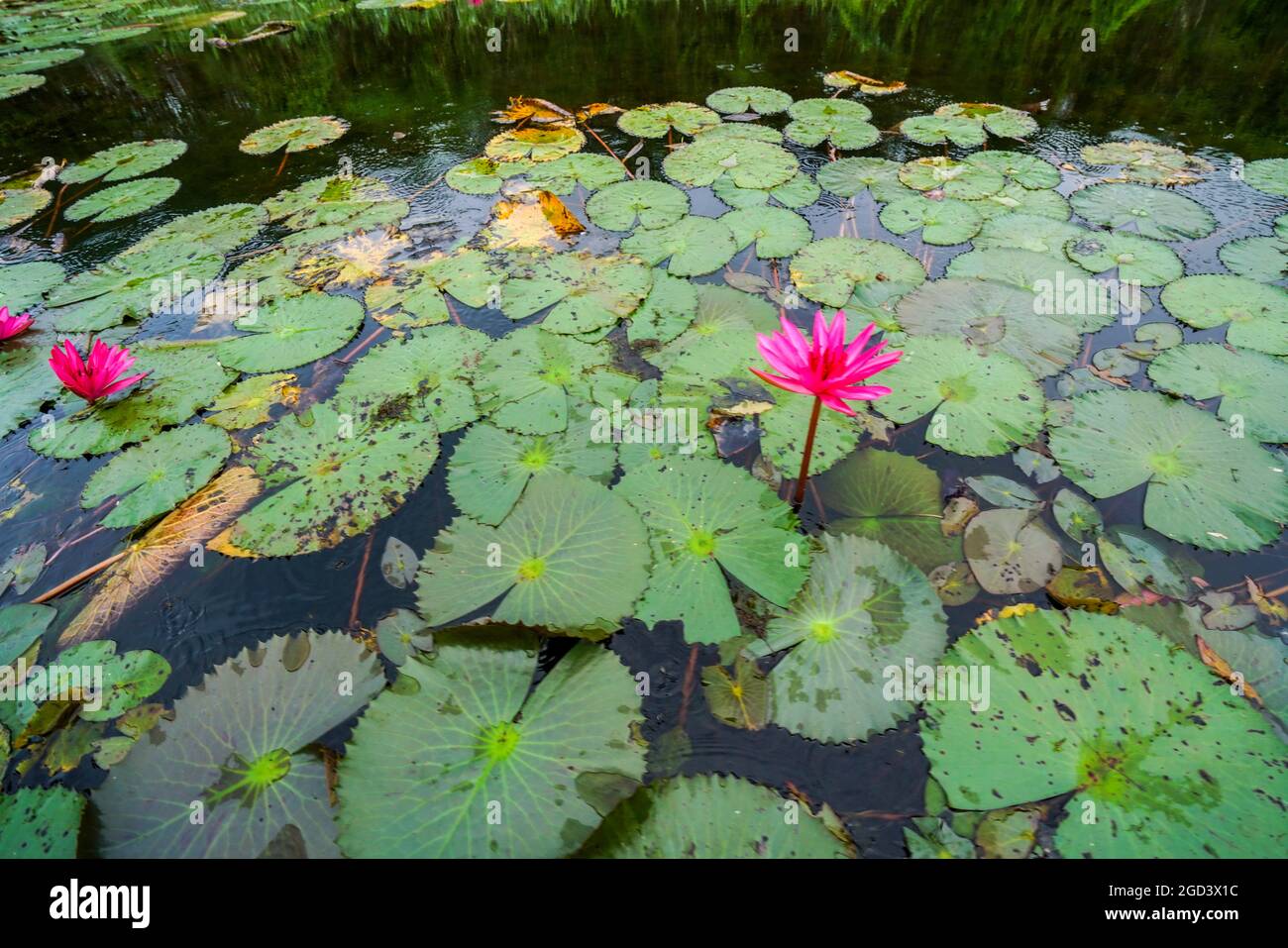 Nice lotus flower blossom in lake Long An province southern Vietnam ...