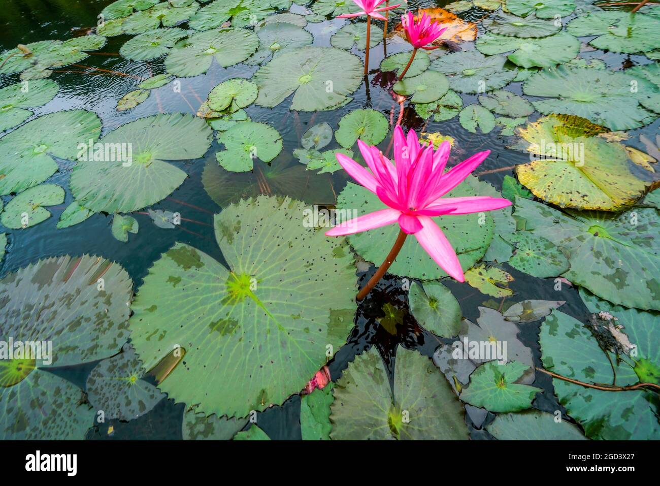 Nice lotus flower blossom in lake Long An province southern Vietnam ...