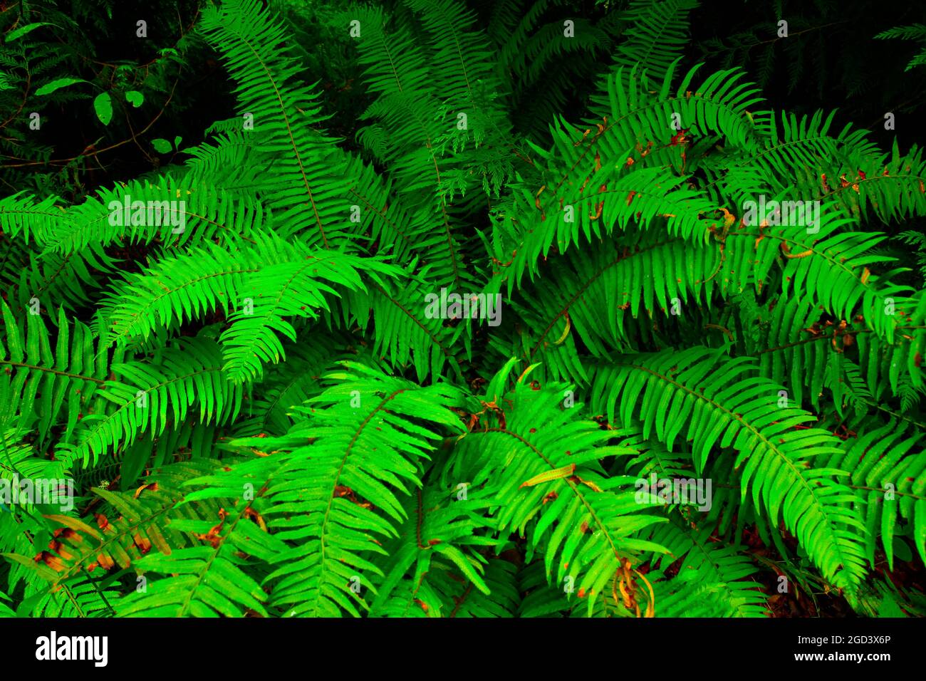 a exterior picture of an Pacific Northwest forest with Sword ferns ...