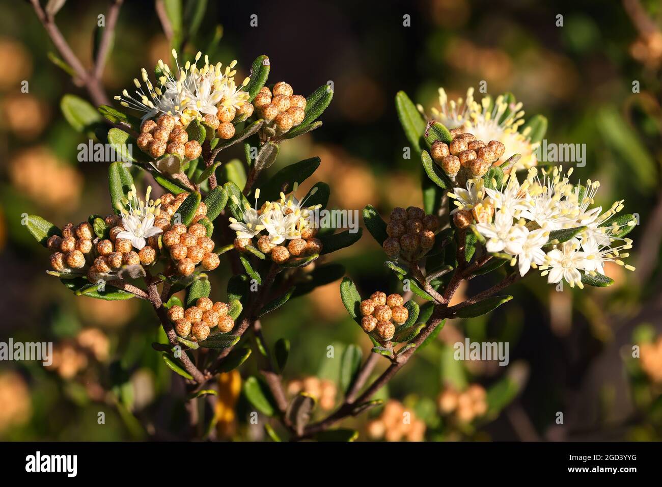 Australian native Scaly Phebalium plant Stock Photo - Alamy