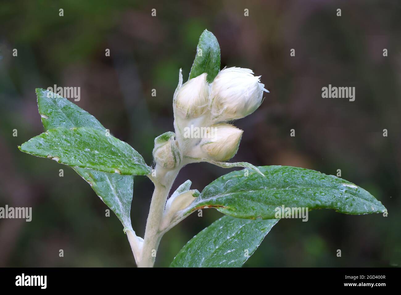 White Everlasting or White Paper Daisy in bud Stock Photo - Alamy